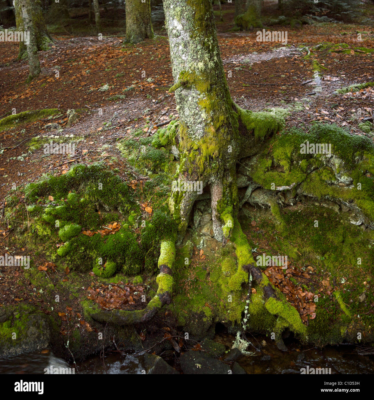 Moss-covered tree roots in a forest showcasing natural beauty and ...