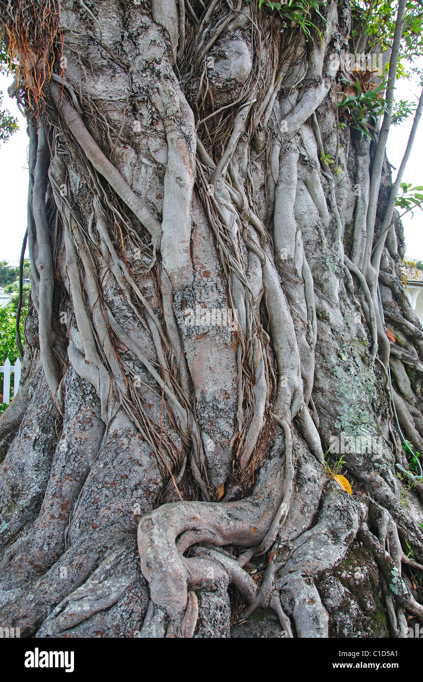 Roots of giant fig tree on waterfront, Russell, Bay of Islands ...