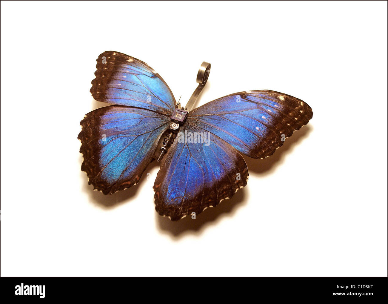 TIME FLIES Watch the birdies... Artist Mike Libby has created a range ...