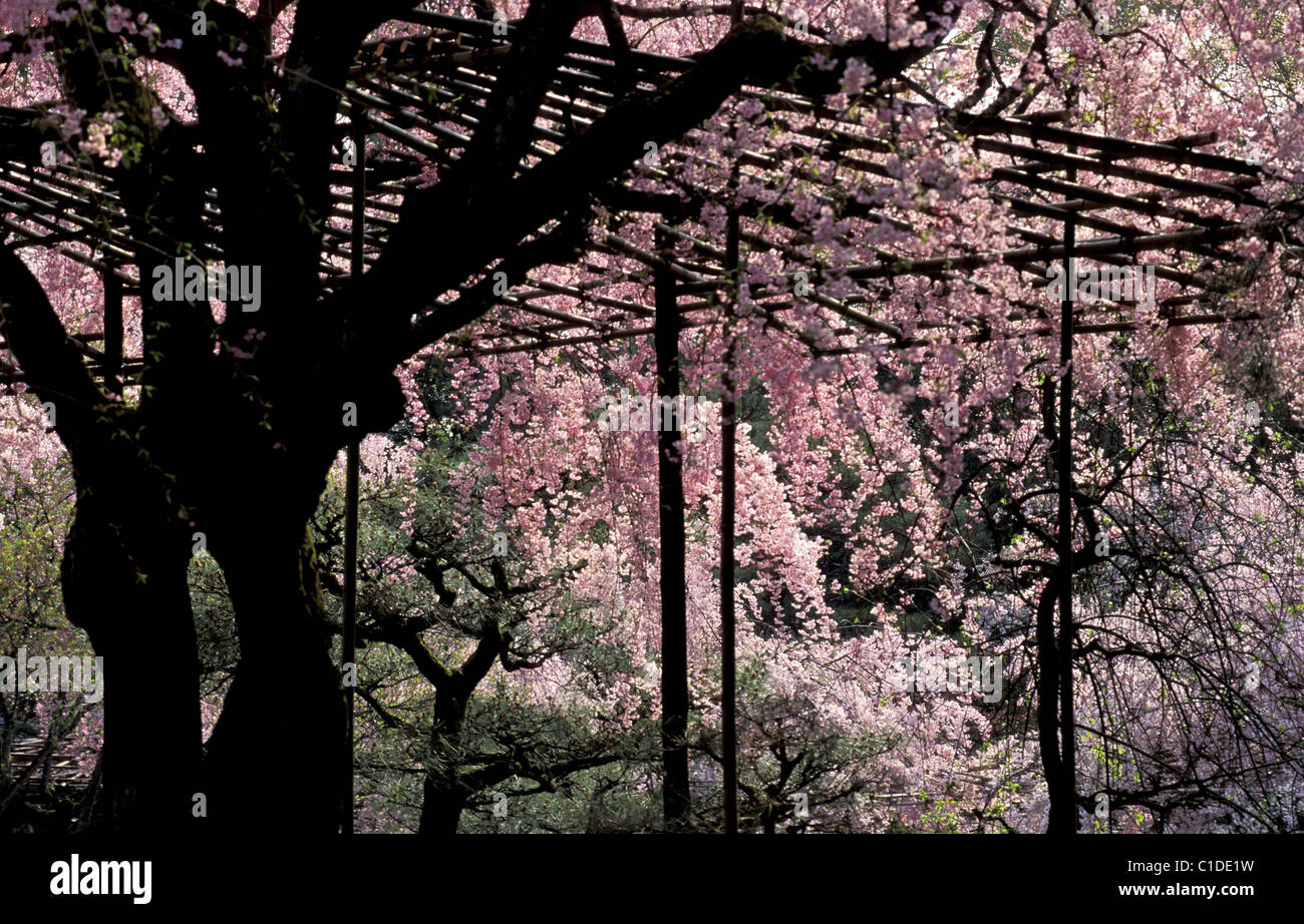 Supported trees hi-res stock photography and images - Alamy