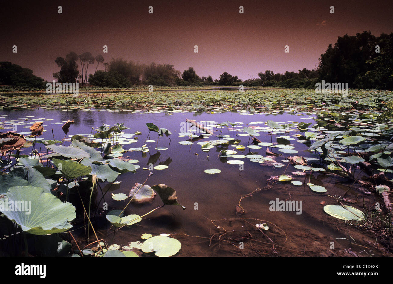 Australia, Lilies, in the Katherine gorge river Stock Photo - Alamy