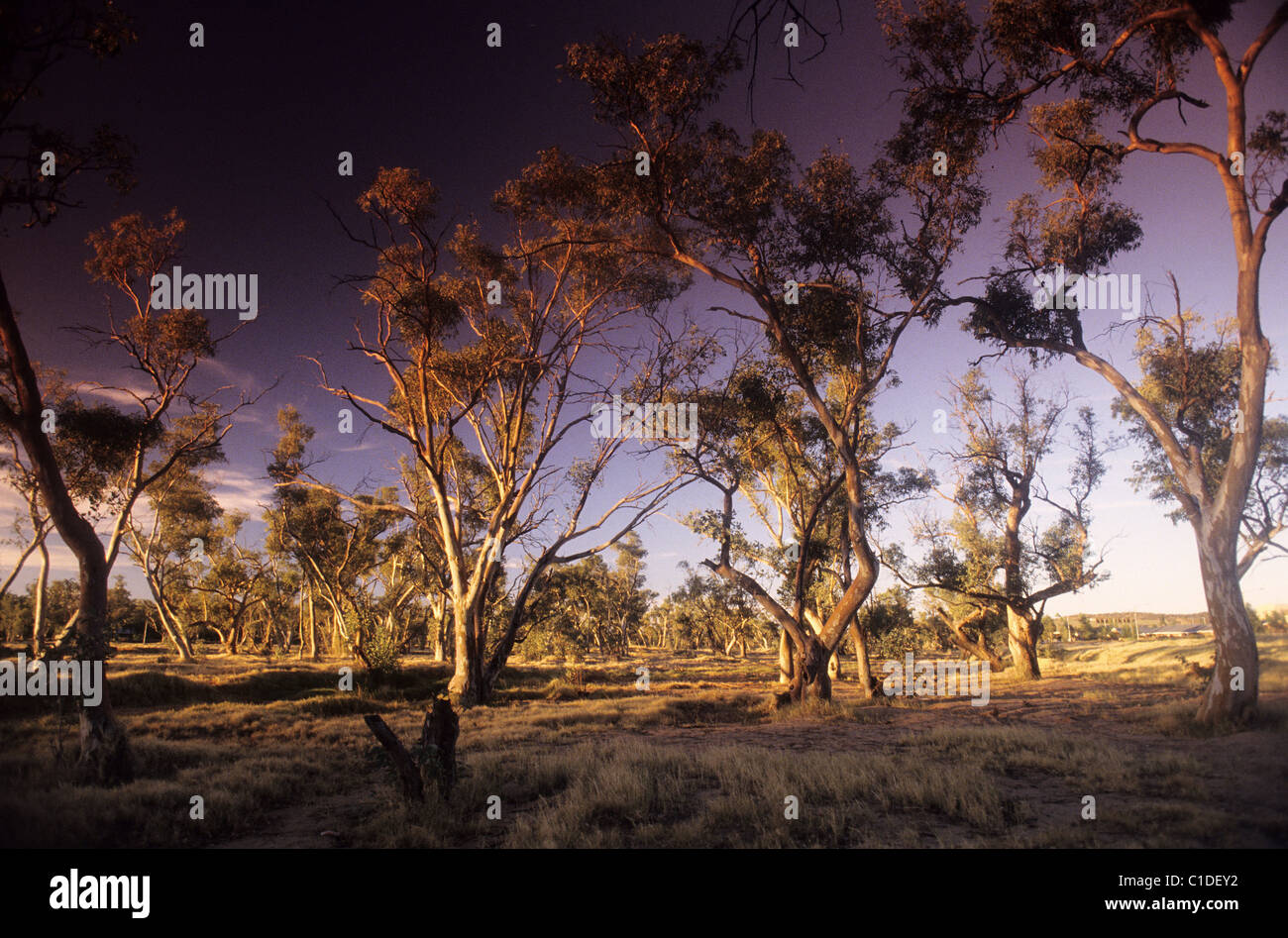 Australia, Alice Springs, Paperbarks trees Stock Photo - Alamy