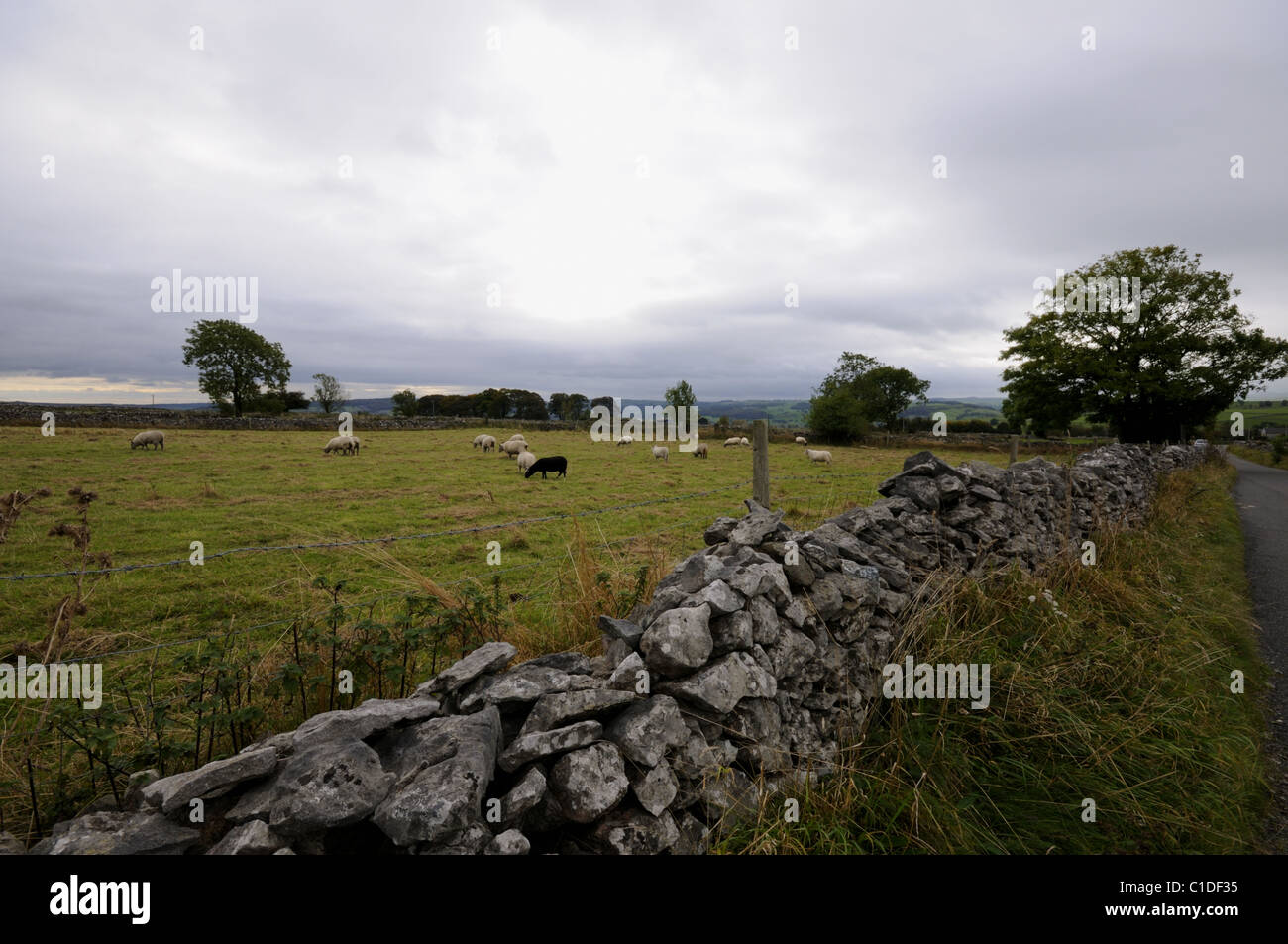 Sheep in the Peak District near Over Haddon, Bakewell Stock Photo - Alamy
