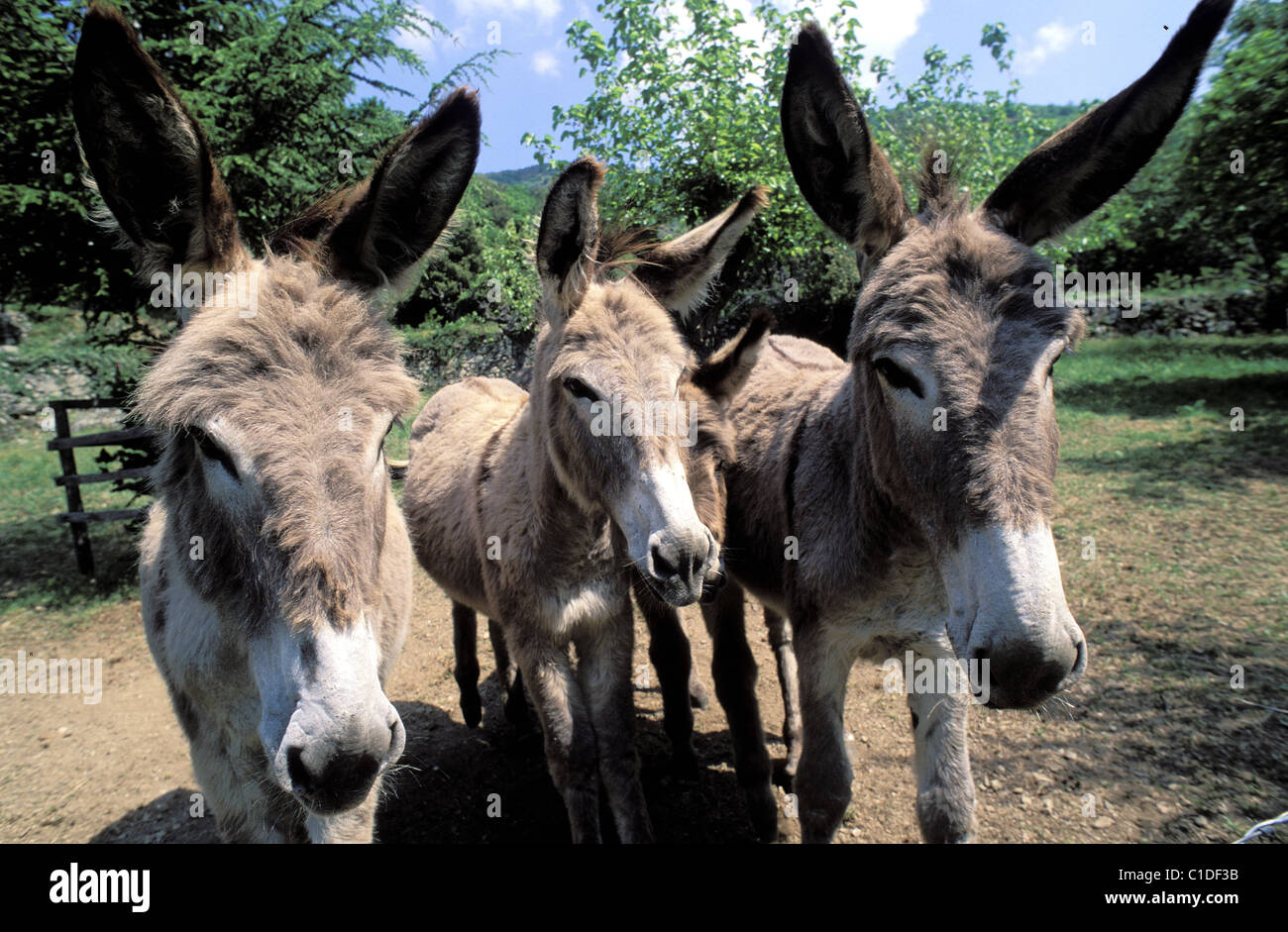 France, Gard, donkeys breeding Stock Photo - Alamy