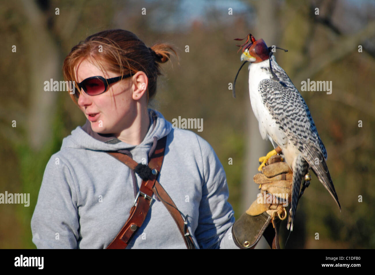 bird handler with saker falcon with hood Stock Photo - Alamy