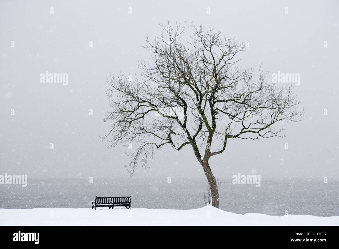 A single tree and bench in a winter scene Stock Photo - Alamy
