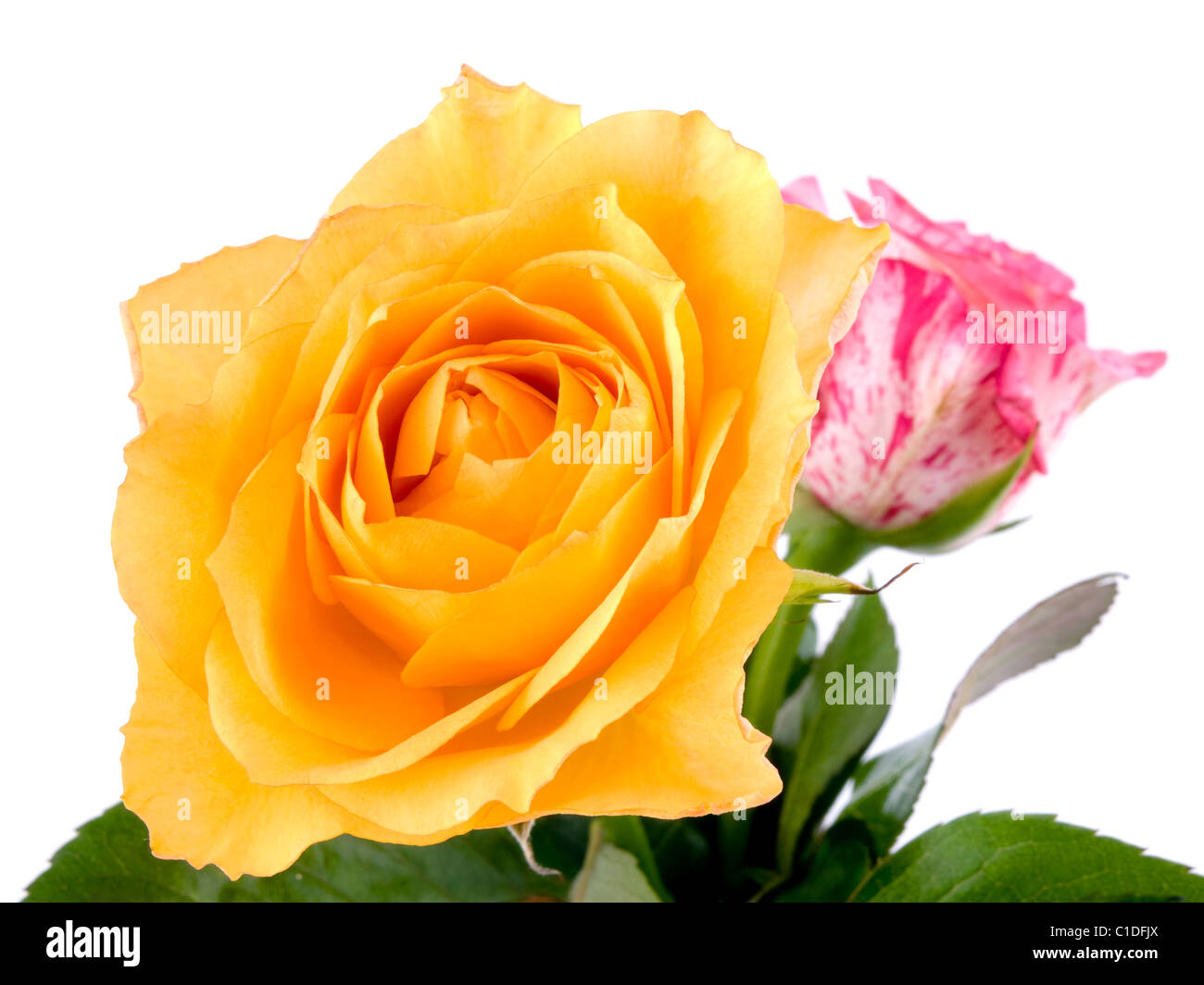 Two beautiful colorful roses on white background Stock Photo - Alamy