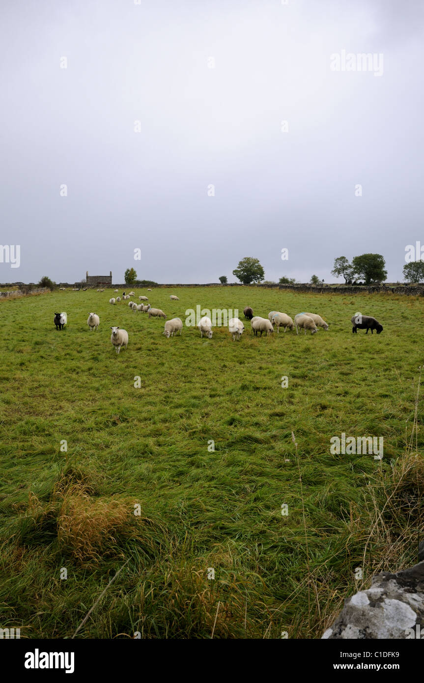 Sheep in the Peak District near Over Haddon, Bakewell Stock Photo - Alamy
