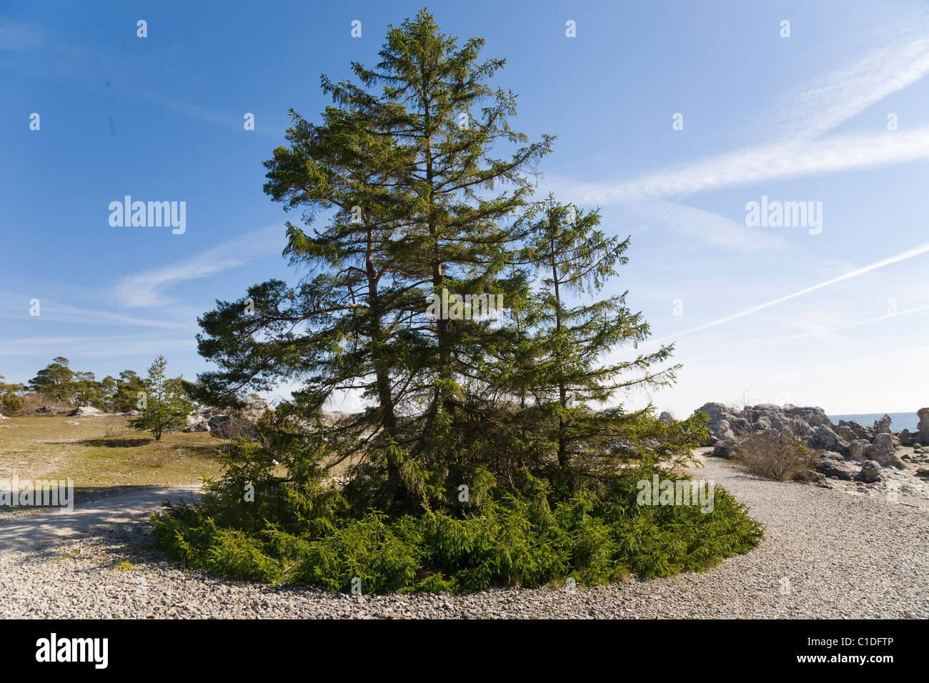 Picea abies tree hi-res stock photography and images - Alamy