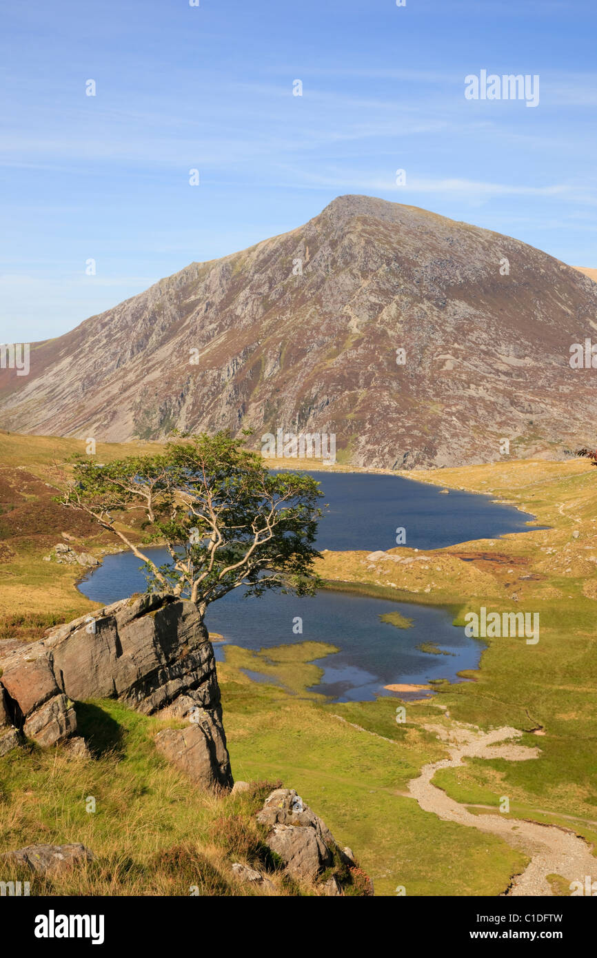 Rowan tree on rocky outcrop above Llyn Idwal in Cwm Idwal National ...