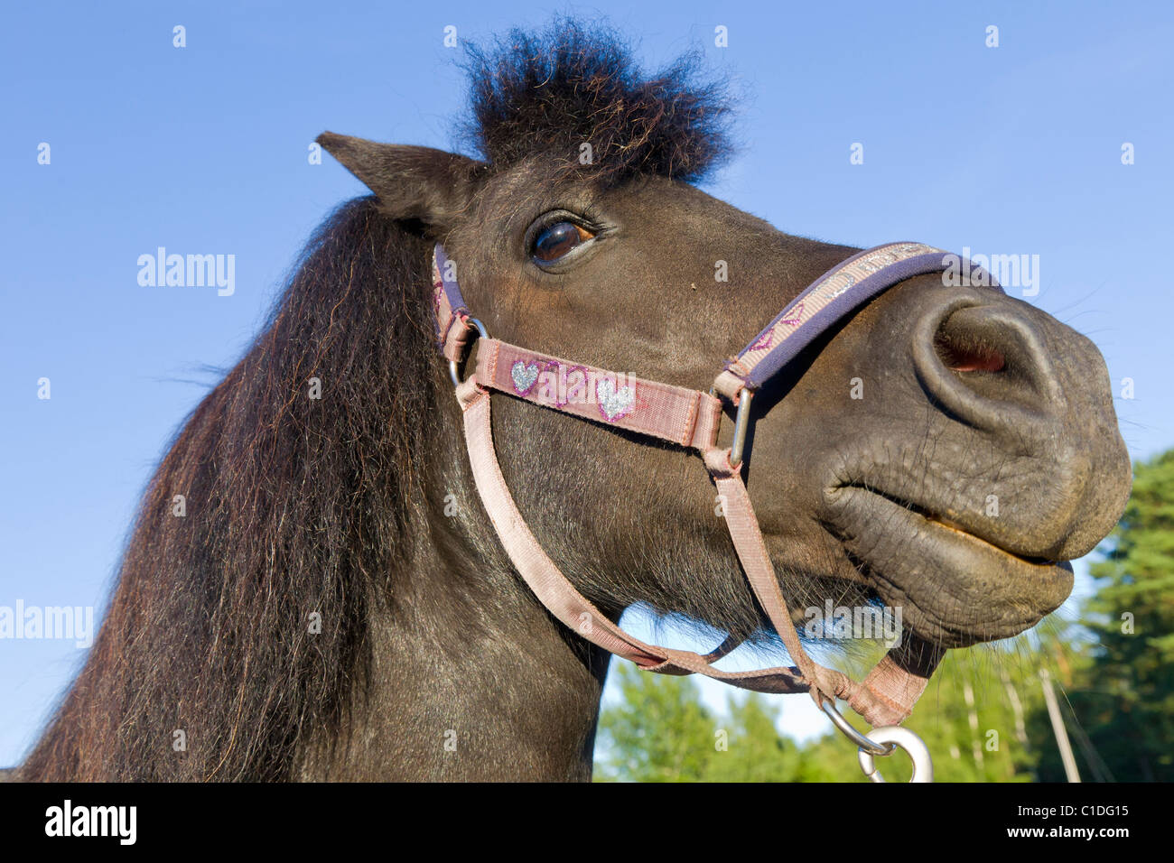 Halter pony hi-res stock photography and images - Alamy