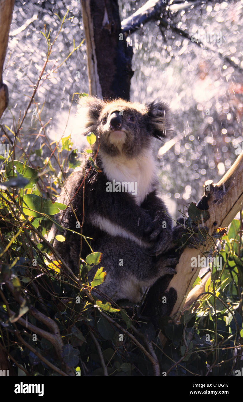 Australia, a Koala Stock Photo - Alamy