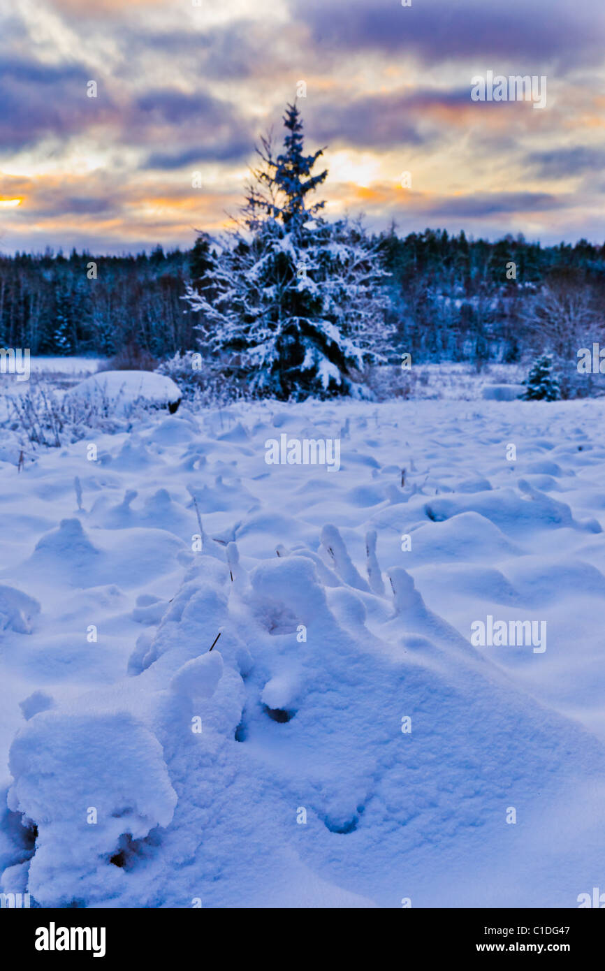 Early morning after snowfall Stock Photo - Alamy