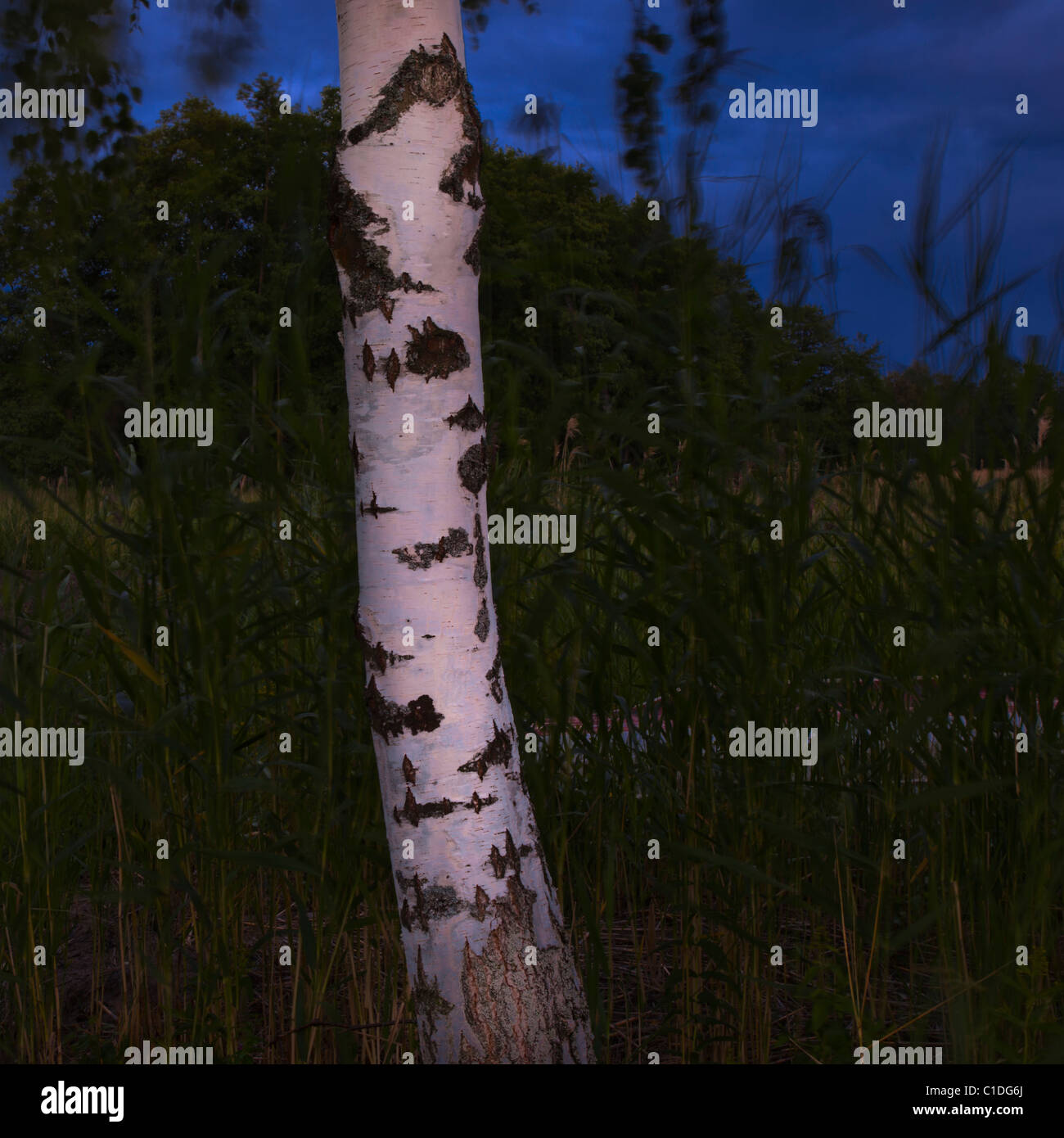 Birch tree square hi-res stock photography and images - Alamy
