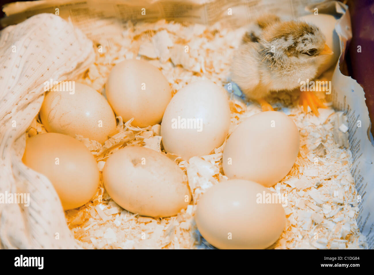 Chicken egg hatch hi-res stock photography and images - Alamy