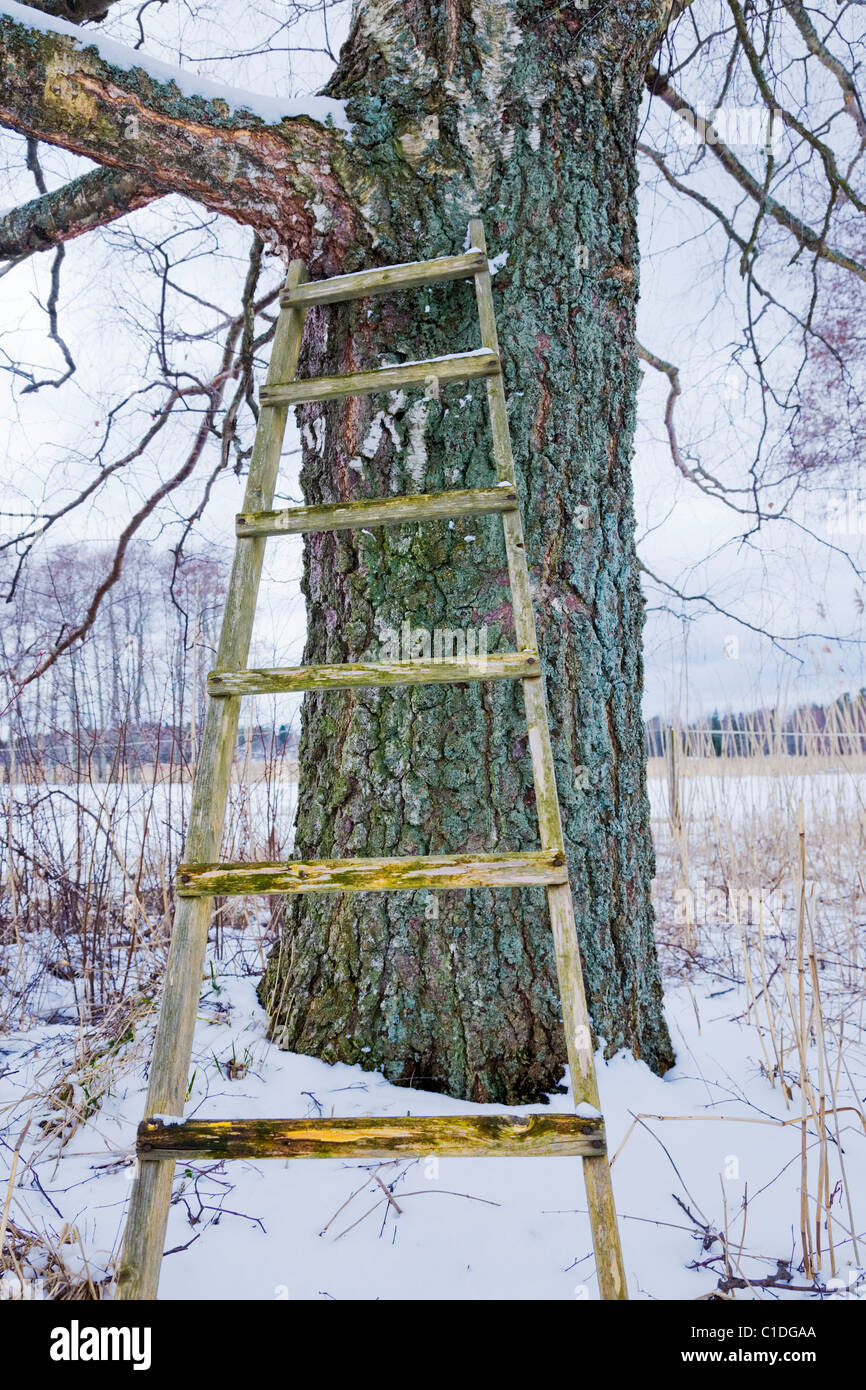 Ladder against an old birch tree Stock Photo - Alamy