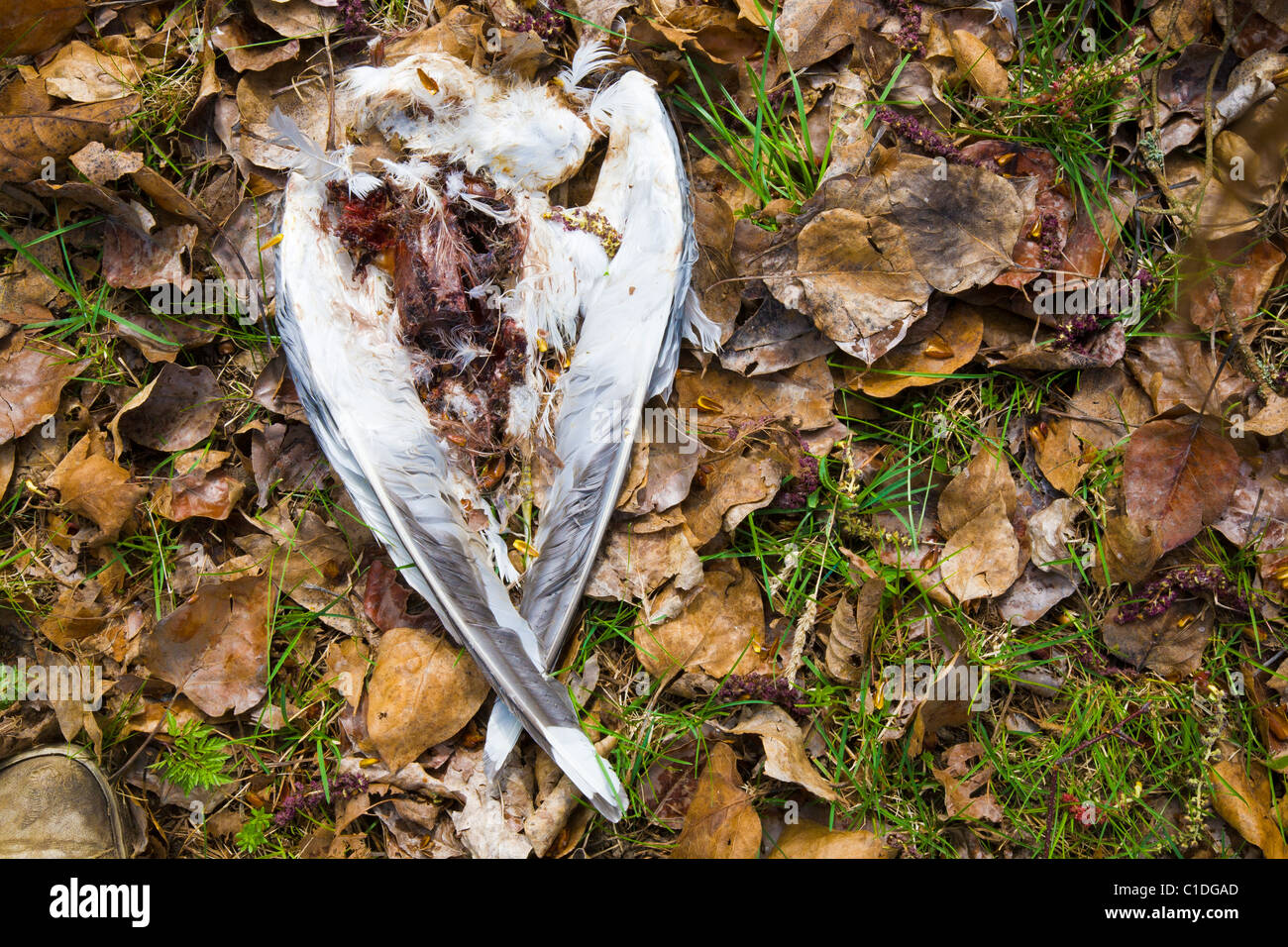 Wings of dead sea gull Stock Photo - Alamy