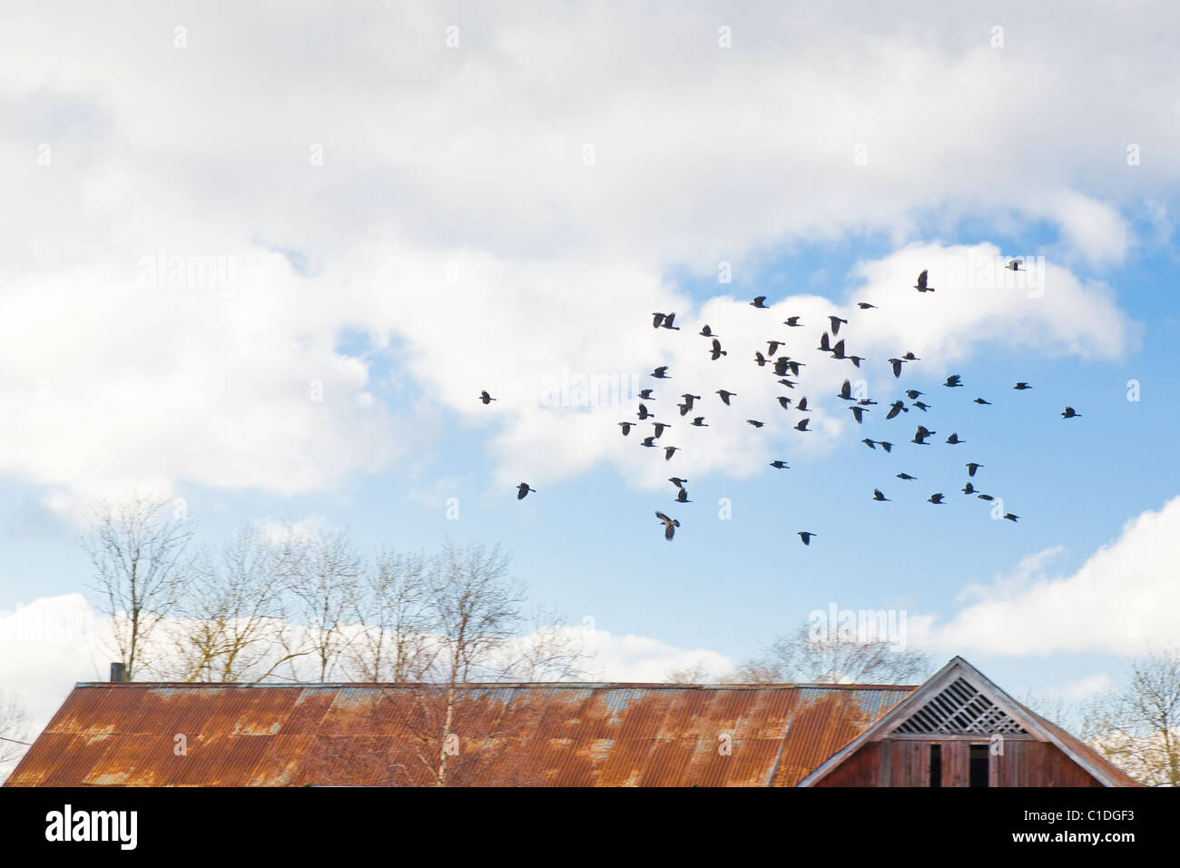 Jackdaws winter hi-res stock photography and images - Alamy