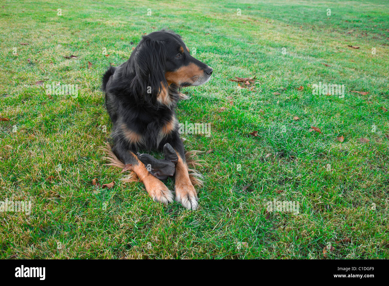 Gordon Setter Lab Mix