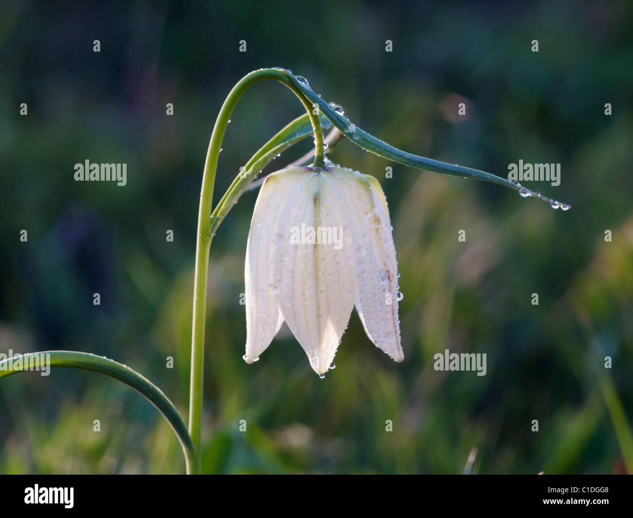 A single white snakeshead fritillary (fritillaria meleagris ...