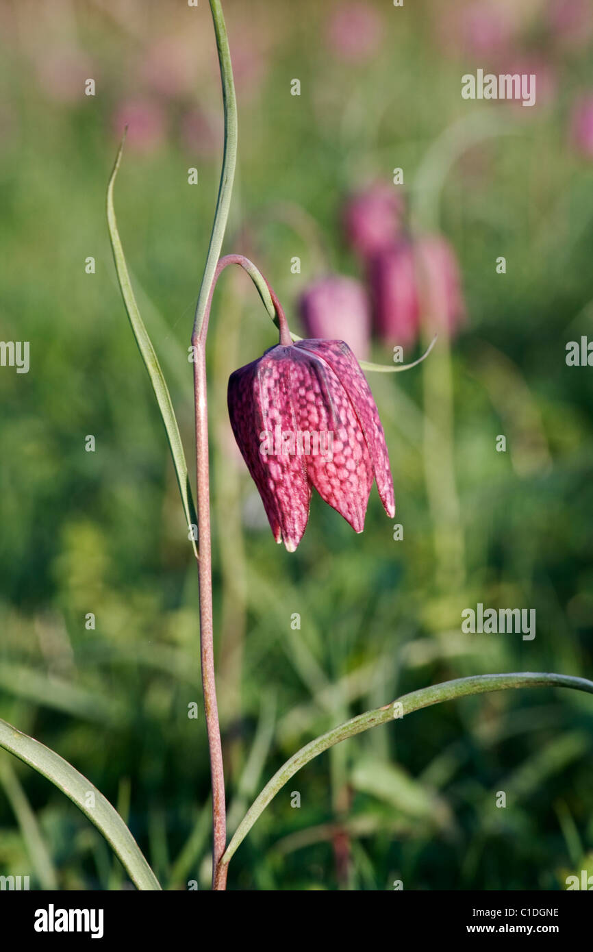 A single red snakeshead fritillary (fritillaria meleagris) highlighted ...