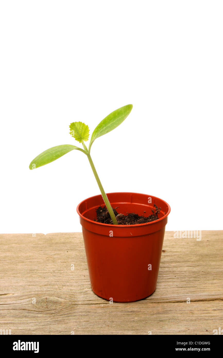 Seedling in pot on wooden bench Stock Photo - Alamy