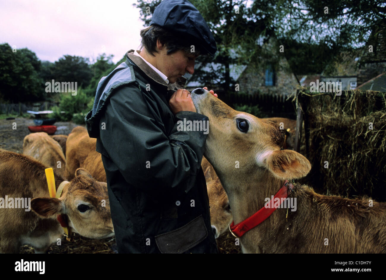 Jersey cow channel islands hi-res stock photography and images - Alamy