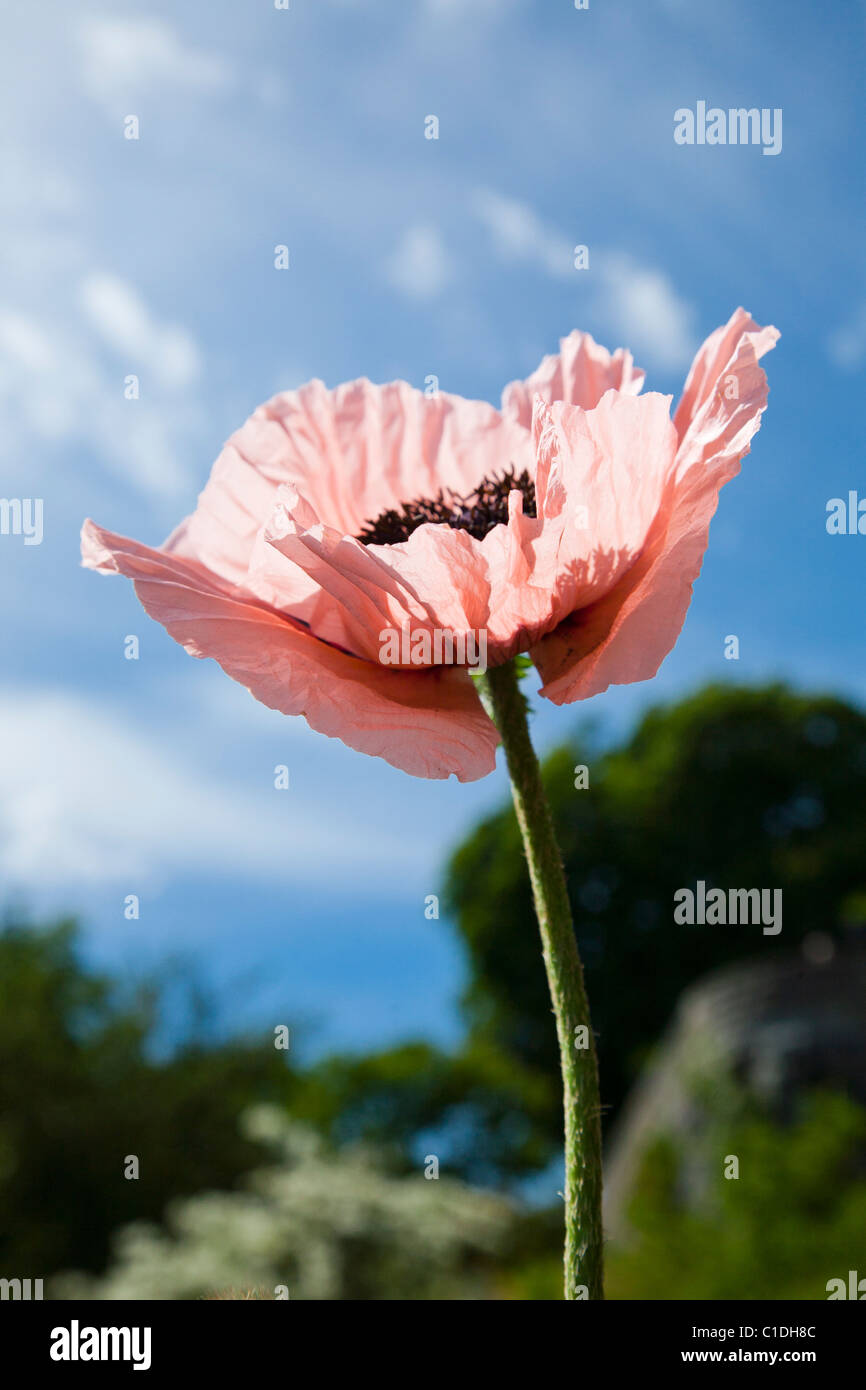Big pink poppy Stock Photo - Alamy