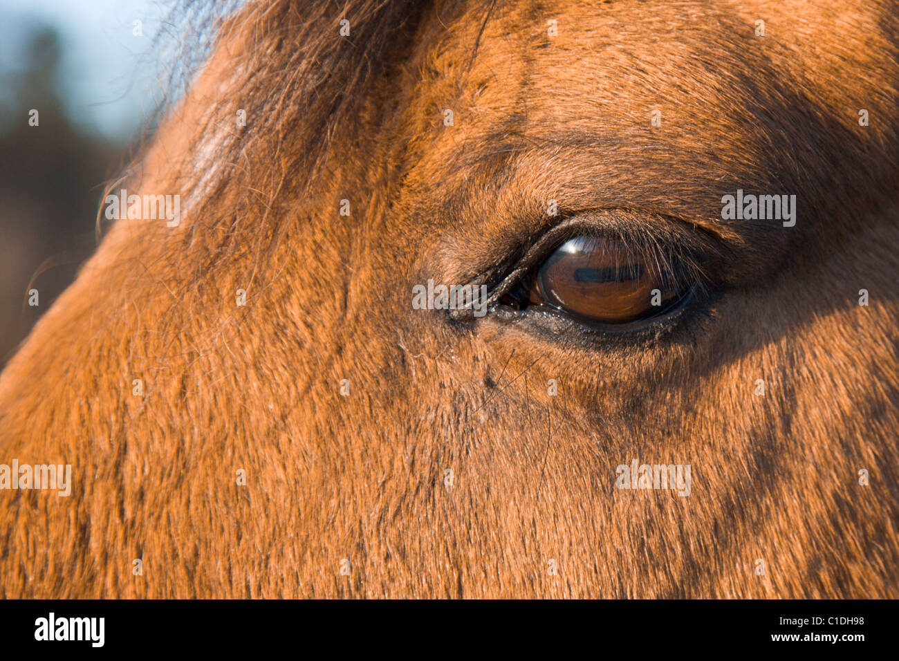 Horse Eye Close Up Stock Photos & Horse Eye Close Up Stock Images - Alamy