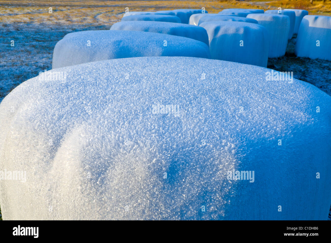 Big bale silage hi-res stock photography and images - Alamy