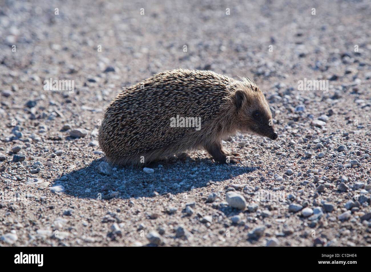 Unafraid hi-res stock photography and images - Alamy