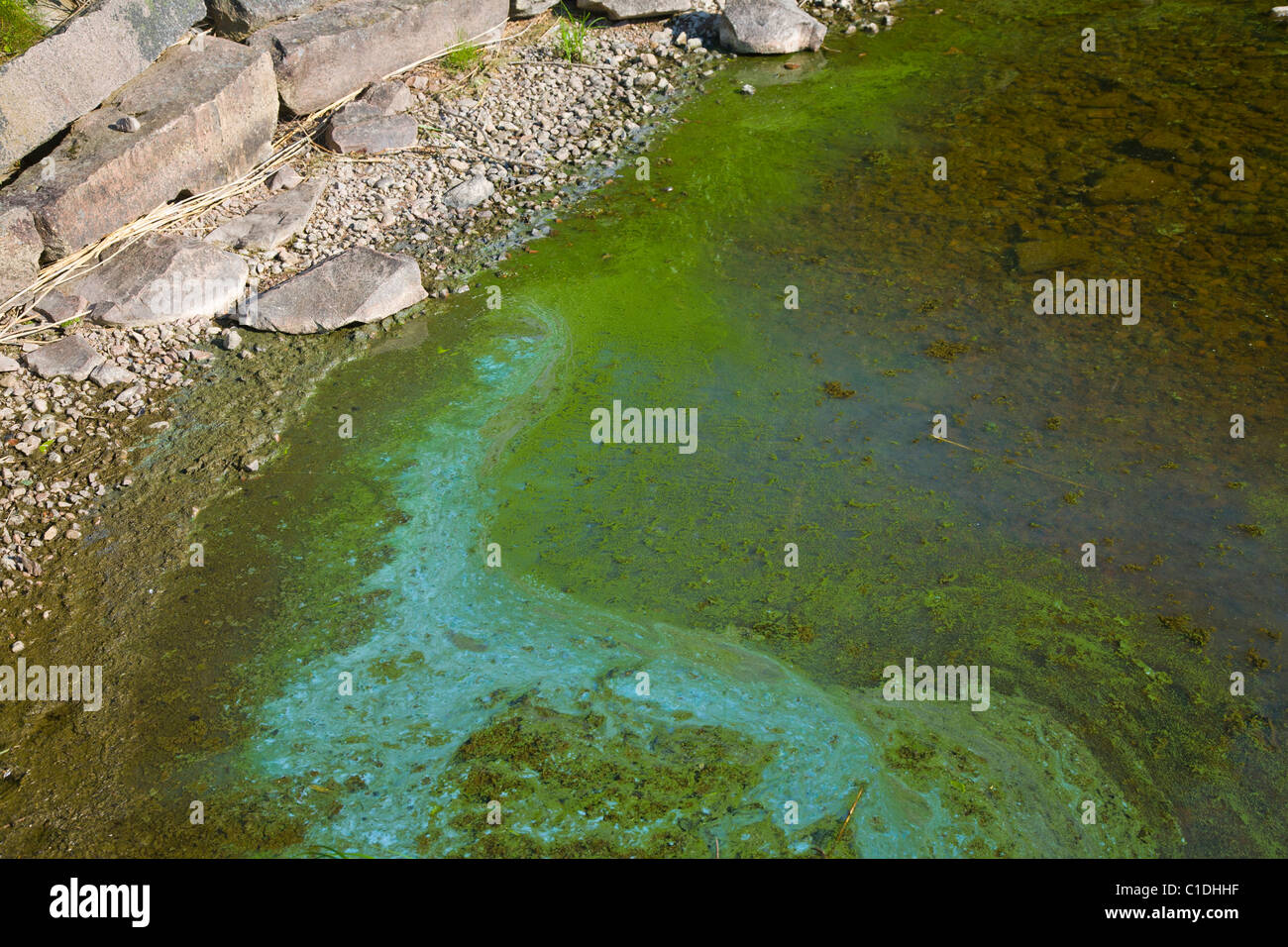 Blue Green Algae High Resolution Stock Photography and Images - Alamy