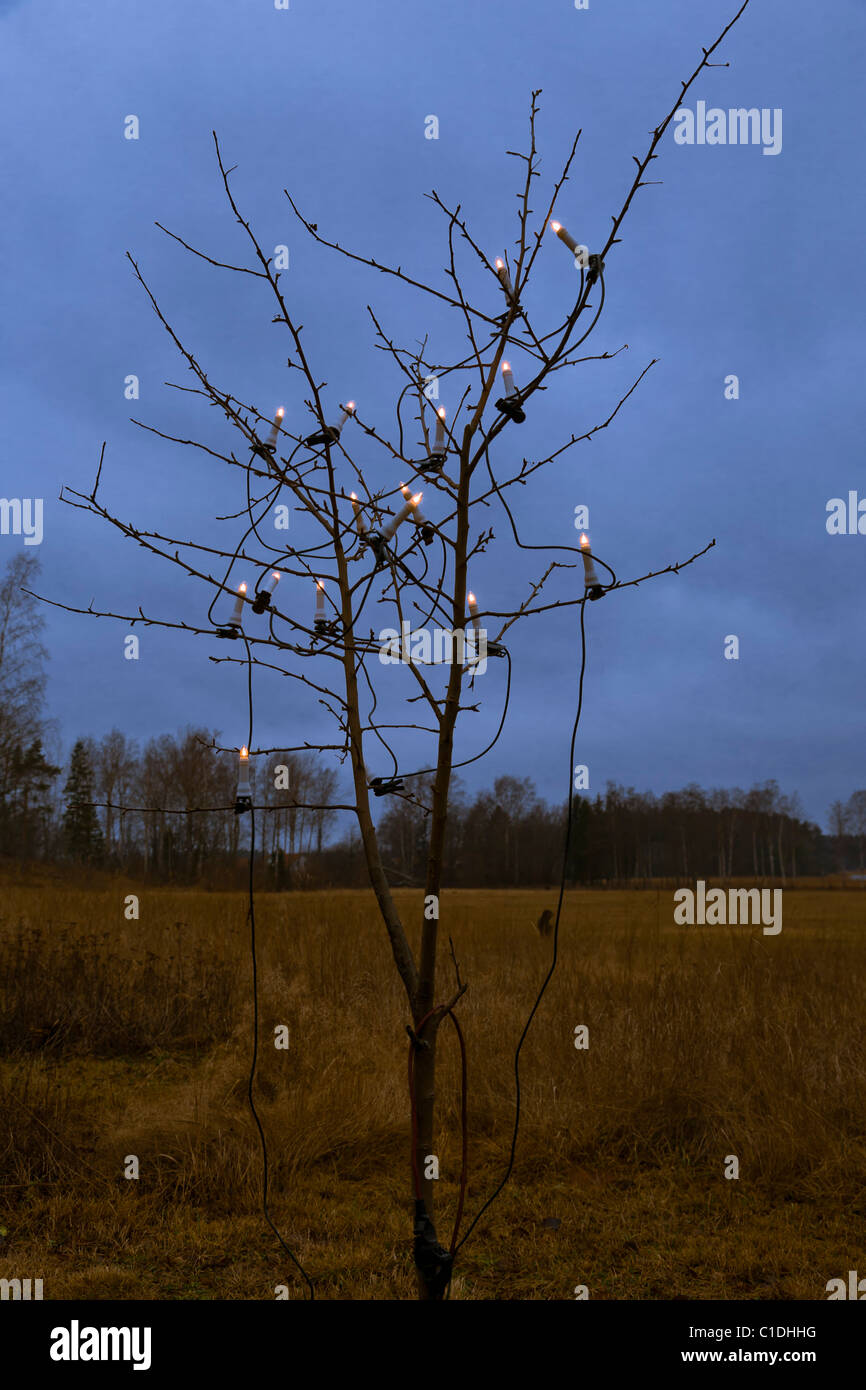 Small fruit tree used as Christmas tree with lights Stock Photo - Alamy