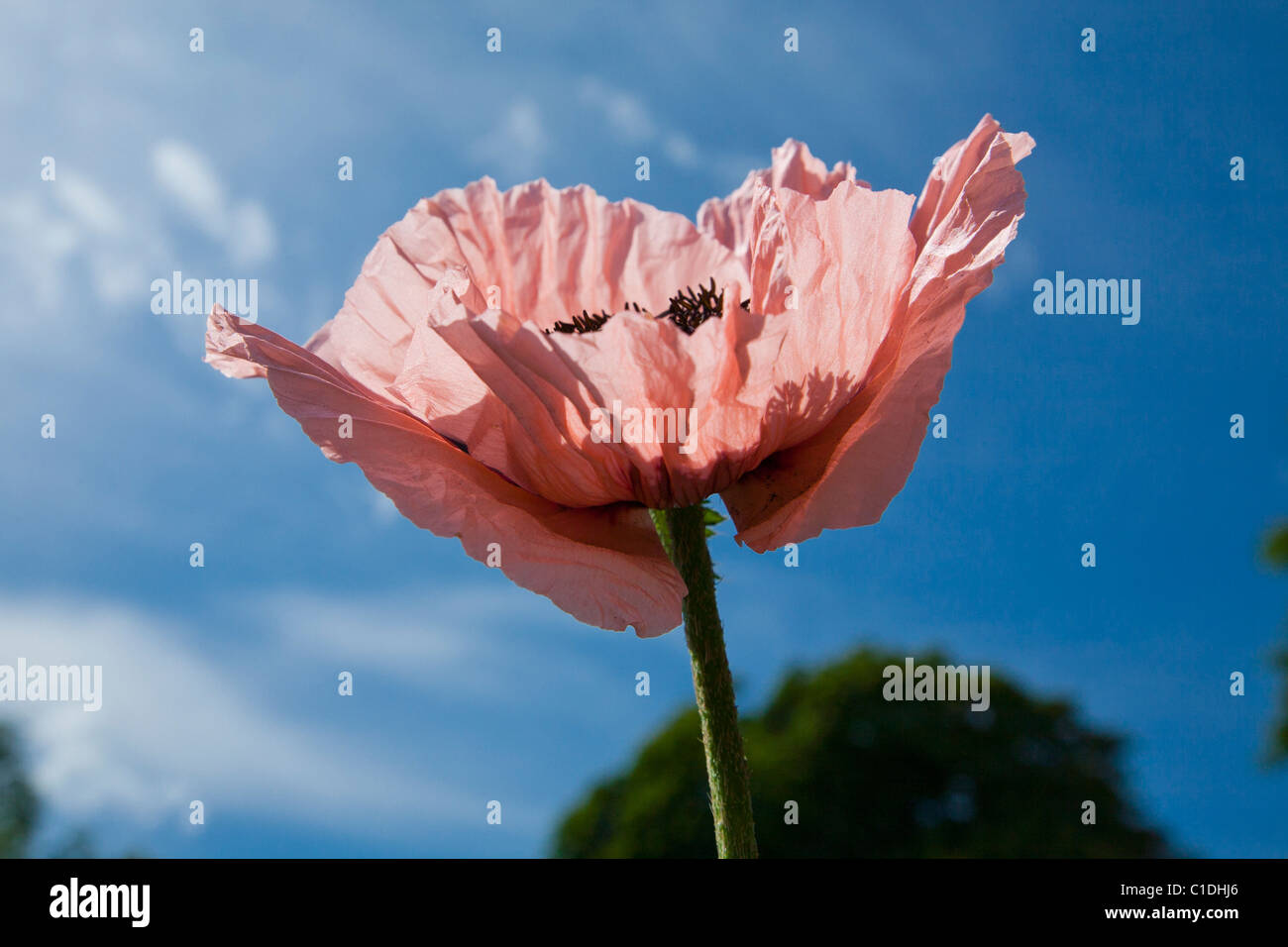 Big pink poppy Stock Photo - Alamy