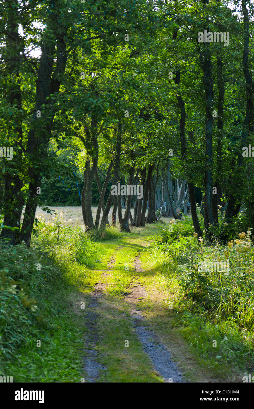 Old tree-lined path Stock Photo - Alamy