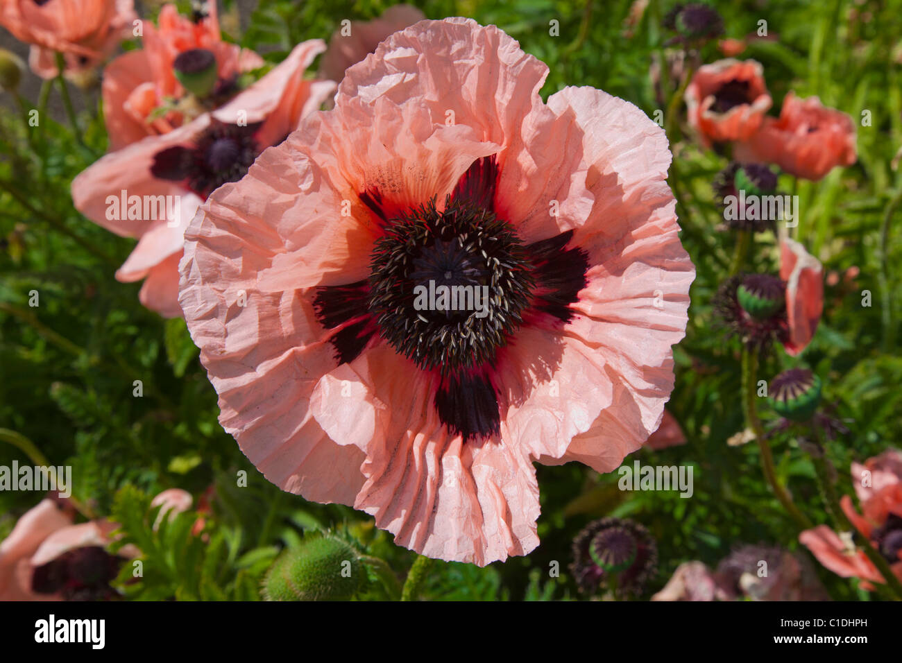 Big pink poppy hi-res stock photography and images - Alamy