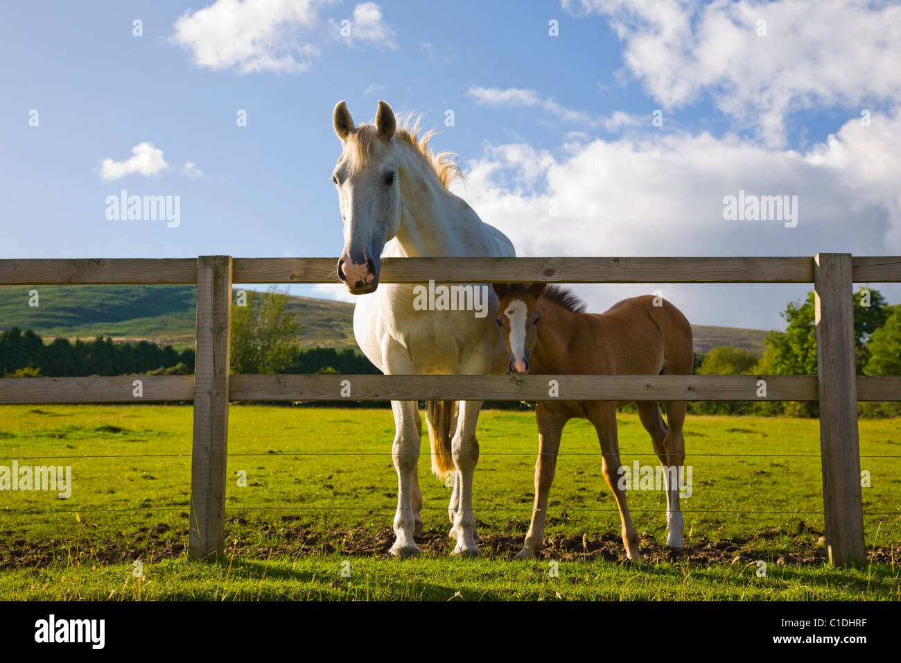 Whte fence hi-res stock photography and images - Alamy