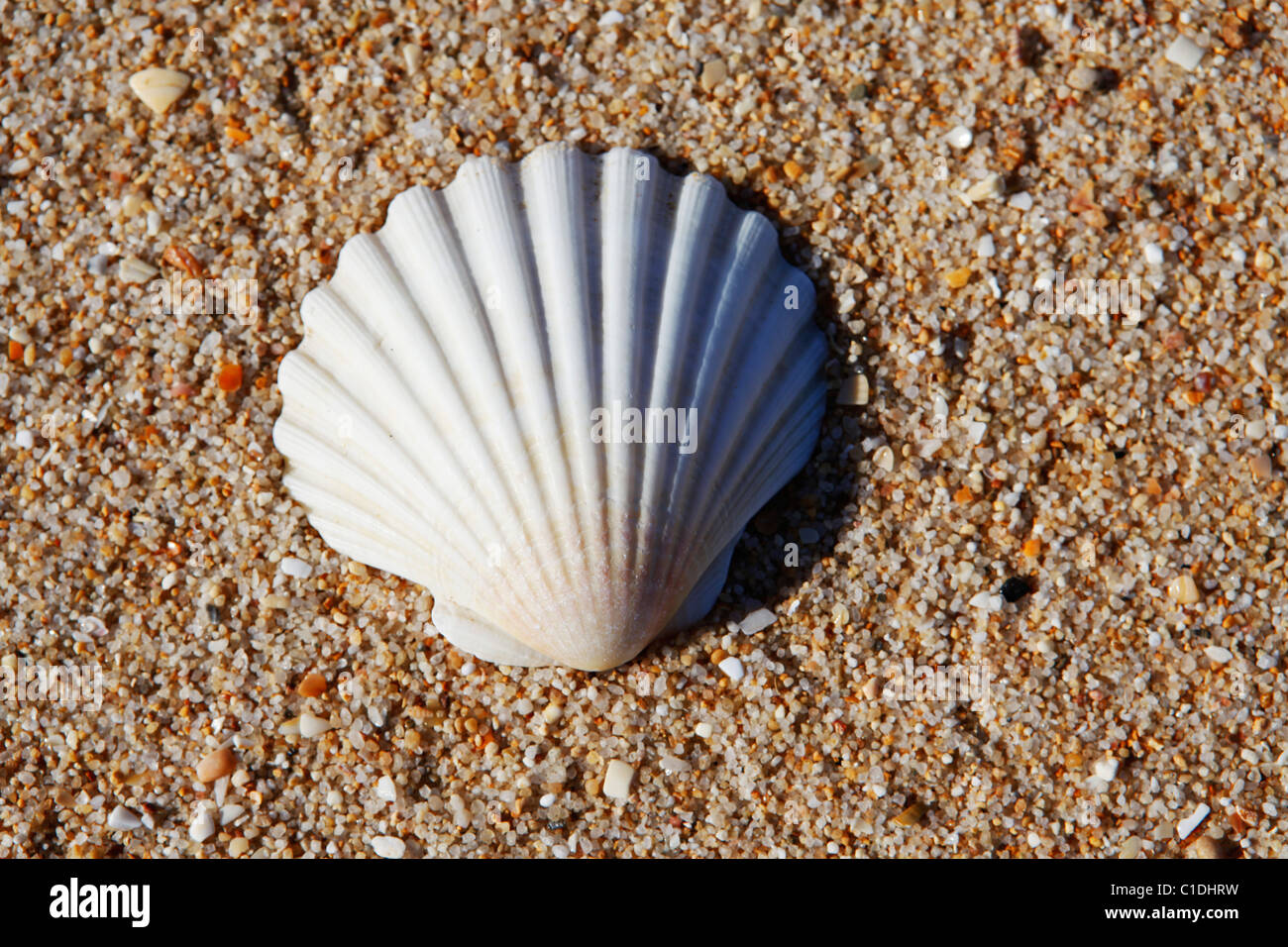 Seashell on a sandy beach Stock Photo - Alamy