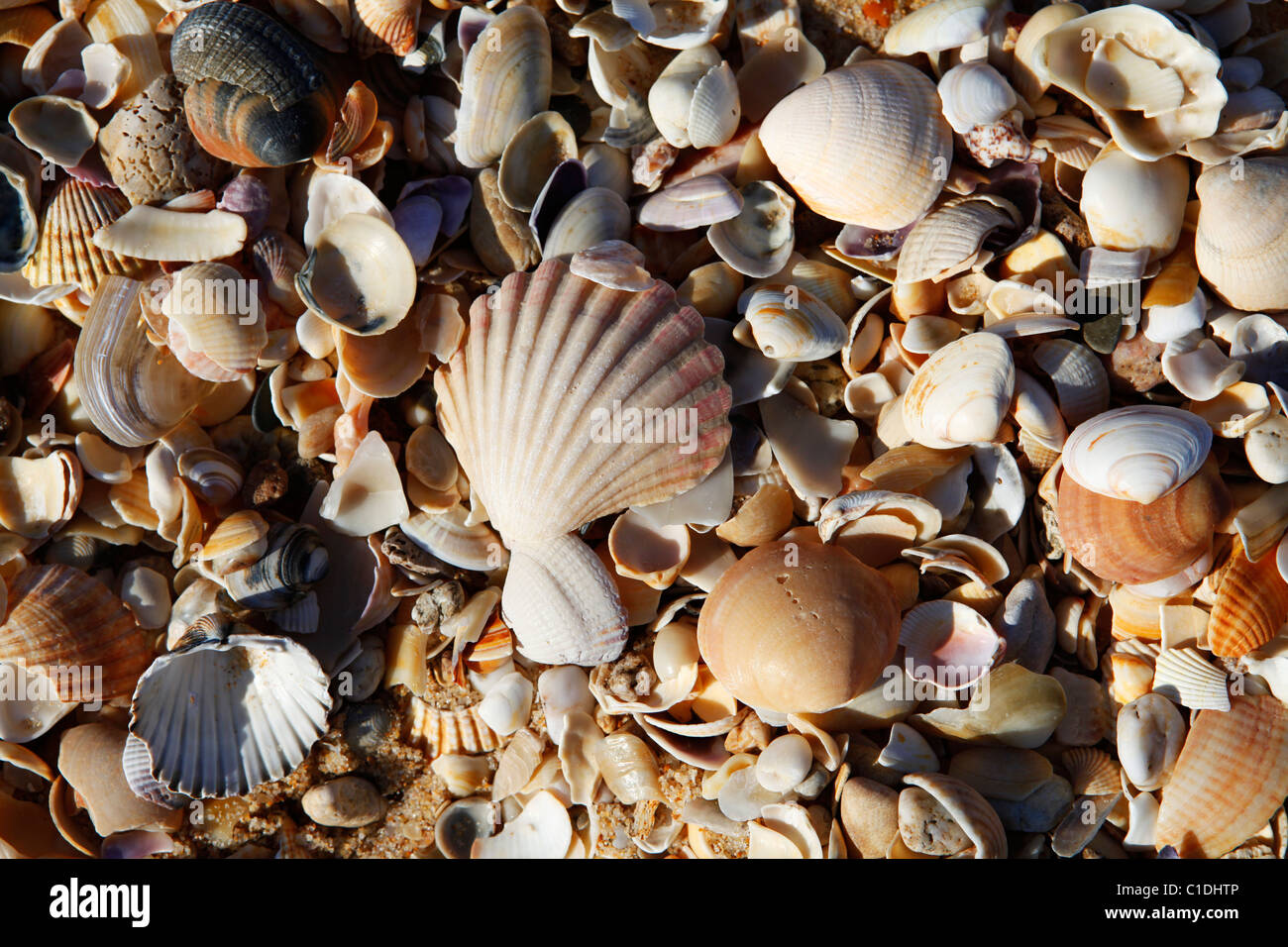 Seashells on a sandy beach Stock Photo - Alamy