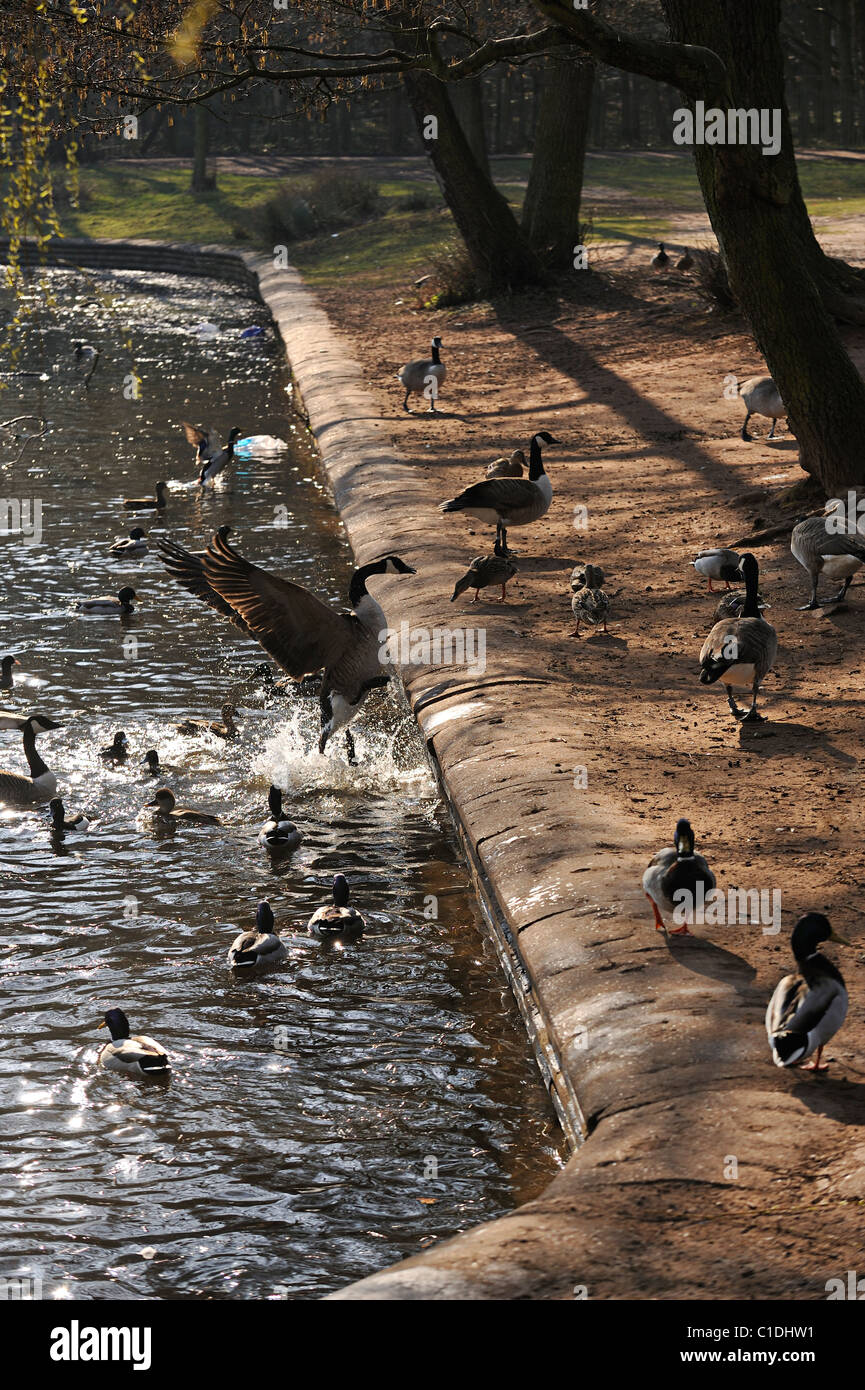Birds in spring hi-res stock photography and images - Alamy