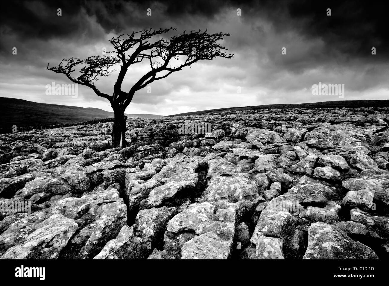Lone tree, Twistleton Scar, near Ingleton, Yorkshire Dales, England ...