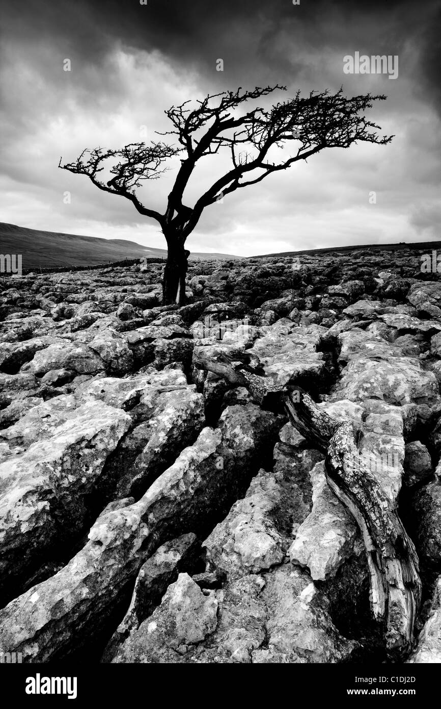 Lone tree, Twistleton Scar, near Ingleton, Yorkshire Dales, England ...