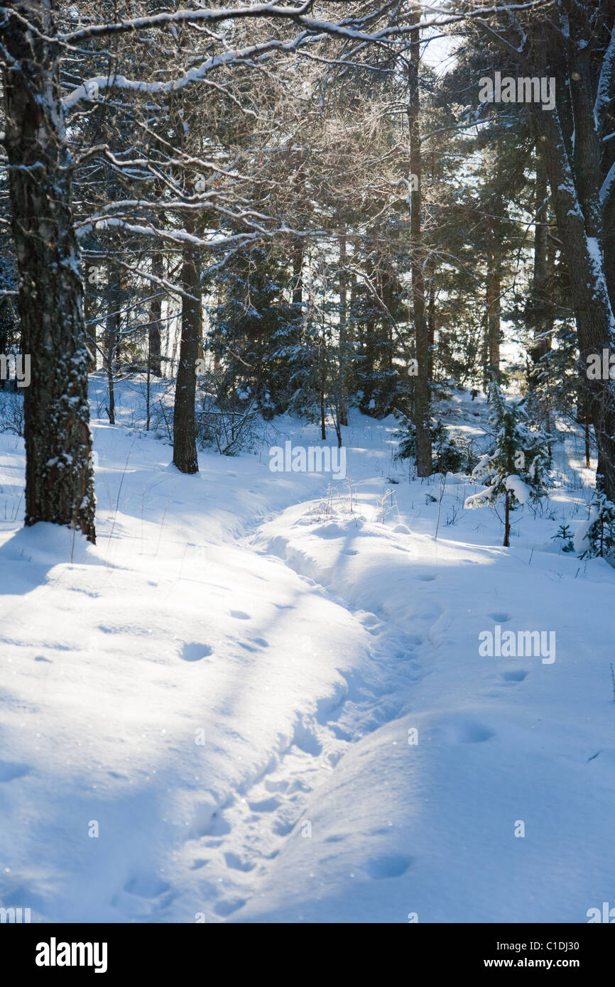 Winding path through the snow in a forest Stock Photo - Alamy