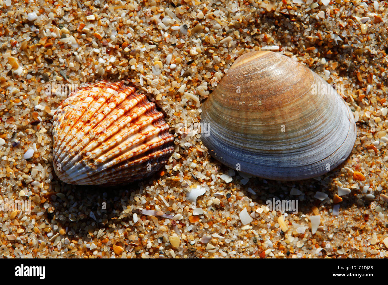 Shells on beach algarve portugal hi-res stock photography and images ...