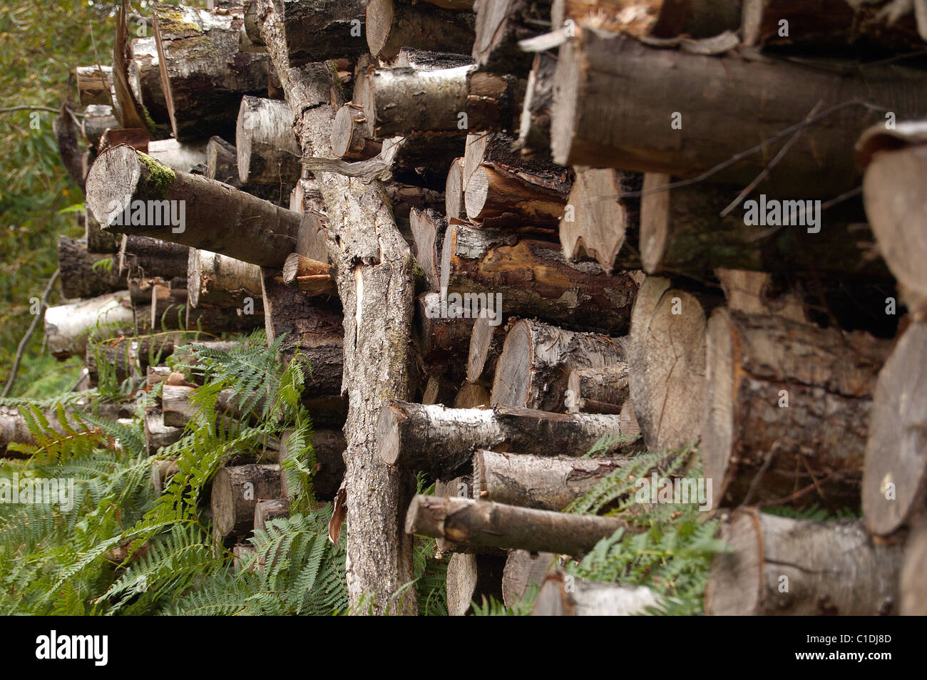 Close-up of a log pile Stock Photo - Alamy