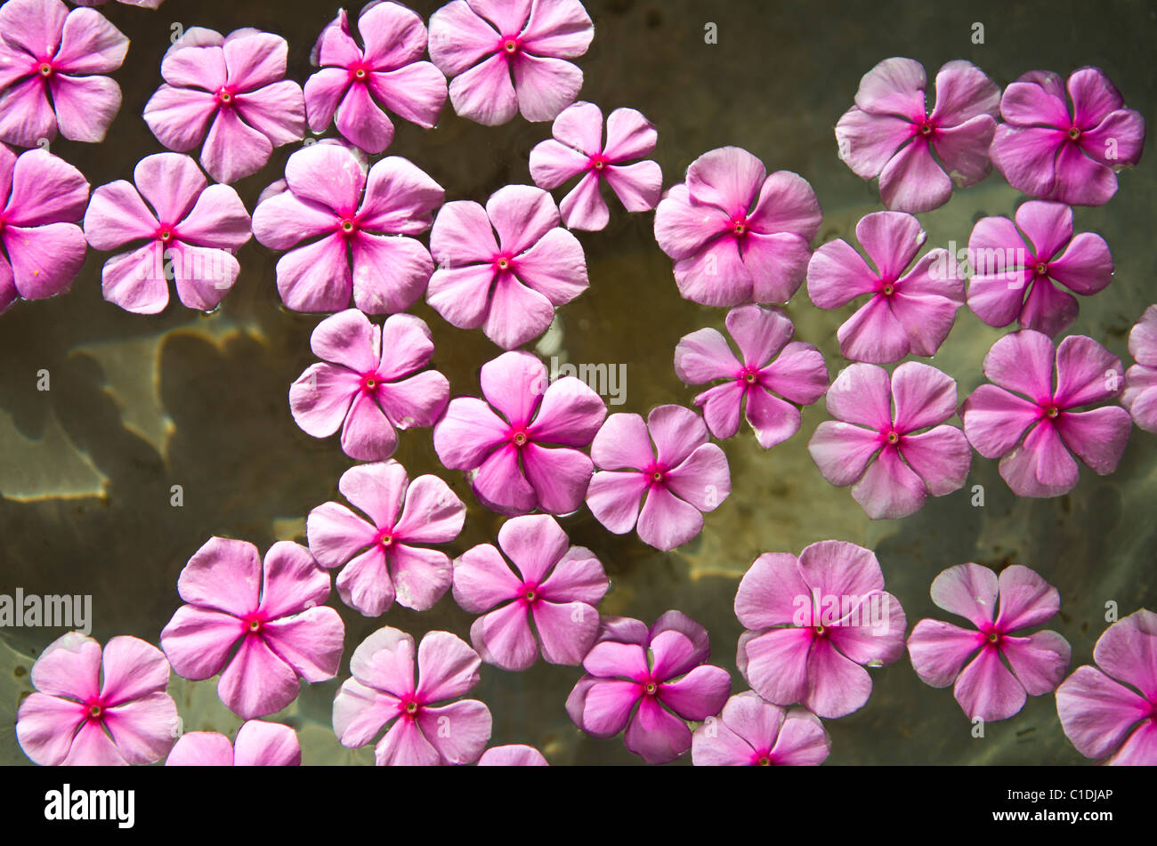 Beautiful pink flower petals floating on water Stock Photo - Alamy