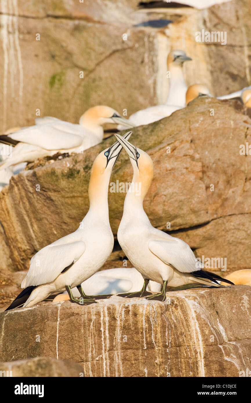 Northern Gannet (Morus bassanus), Saltee Islands, Ireland Stock Photo - Alamy