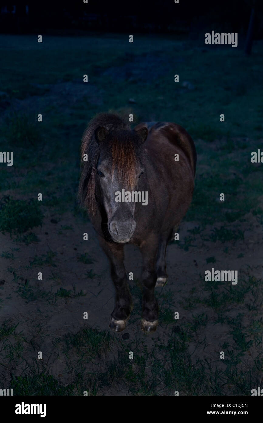 Black pony hi-res stock photography and images - Alamy