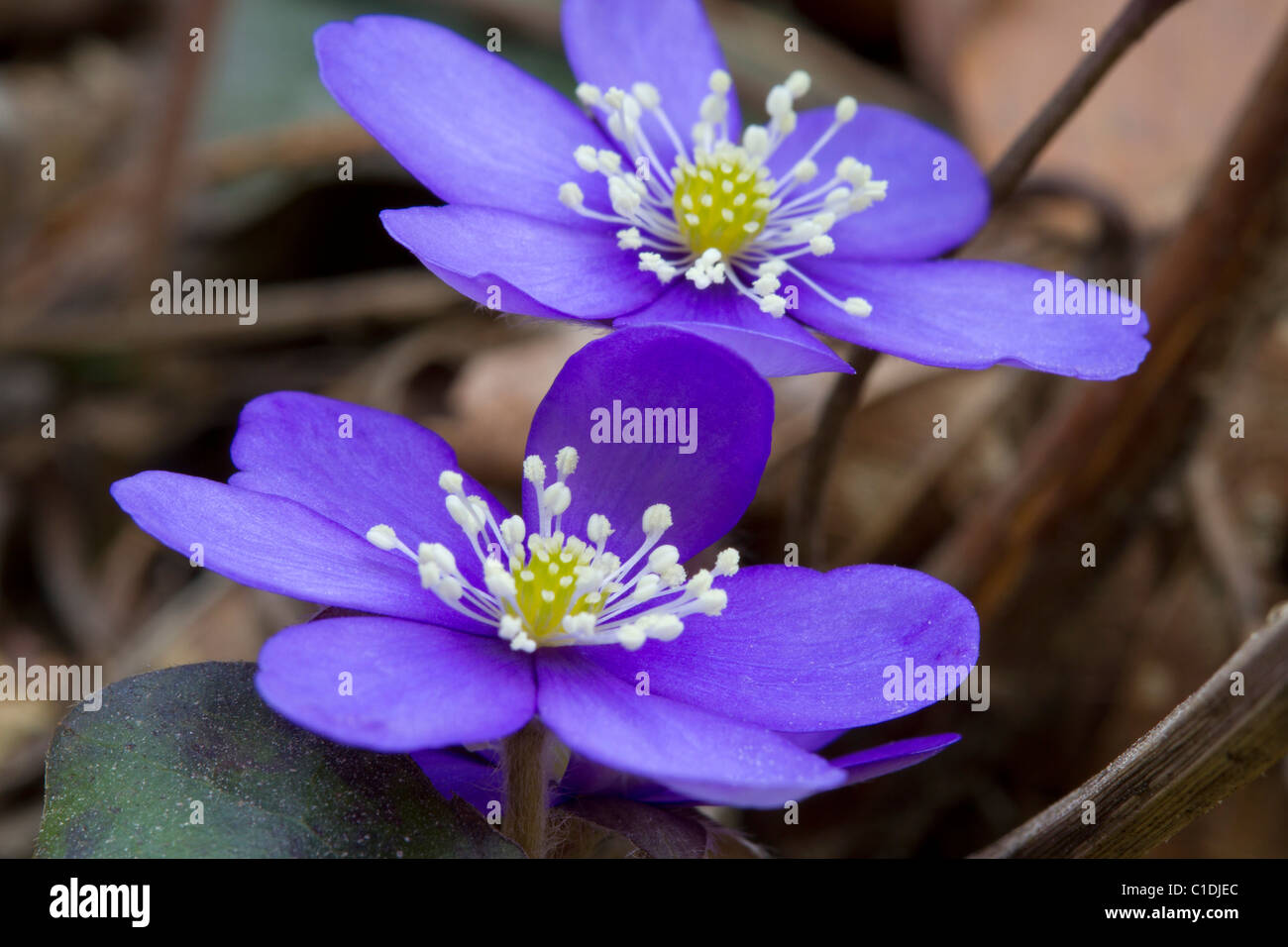 liver-moss violet forest flower, Hapatica Nobilis Stock Photo - Alamy