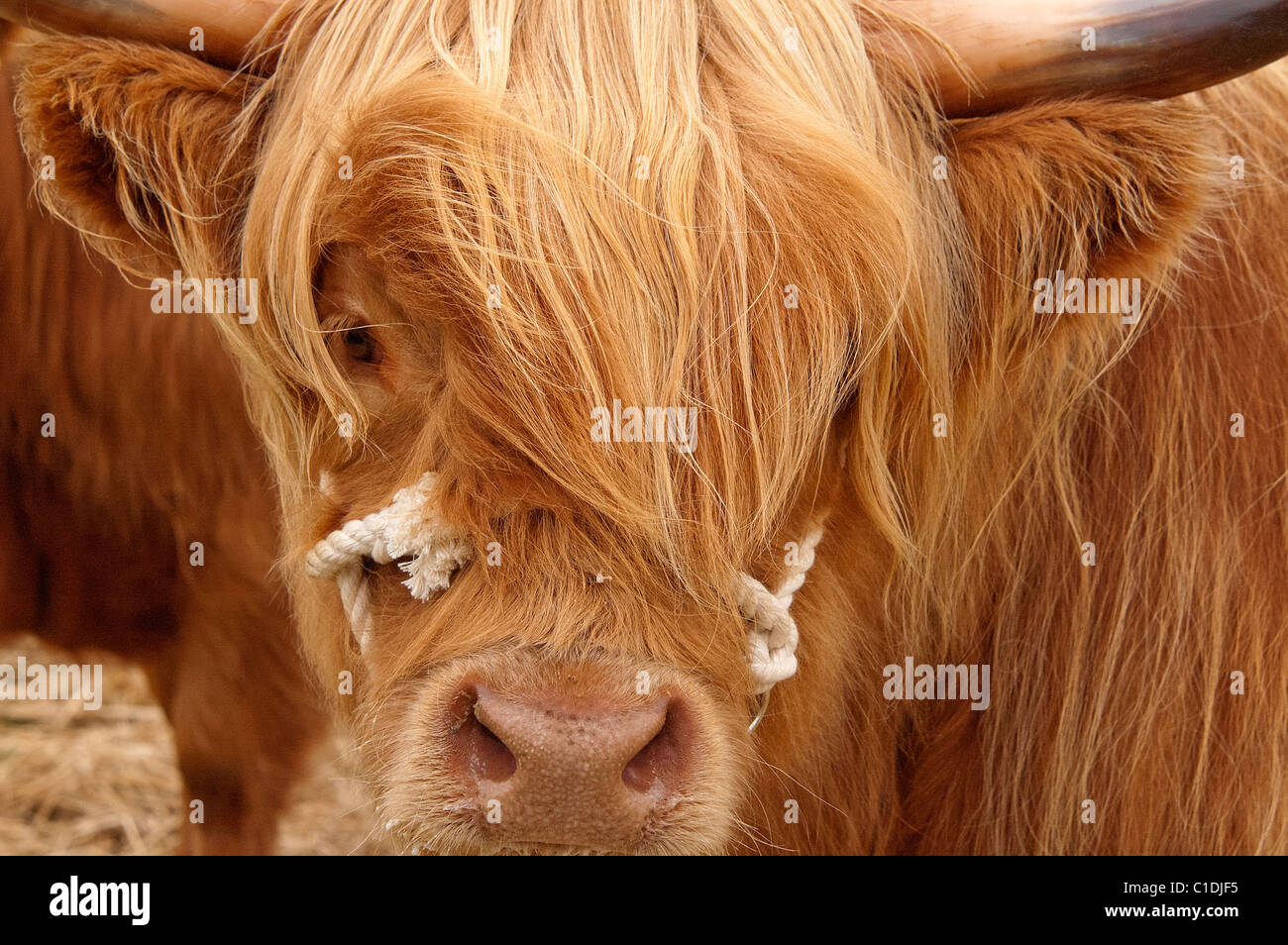 Hairy bull hi-res stock photography and images - Alamy